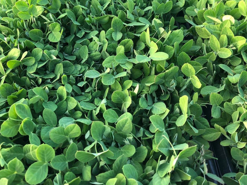 Farm Fresh Rhode Island – A hub for local food since 2004