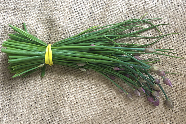 Veggie Profiles